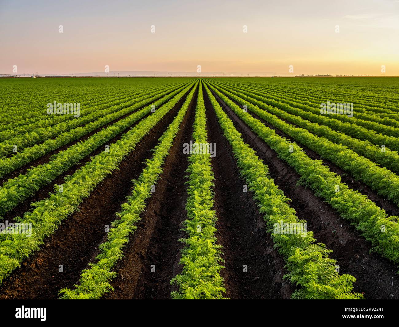 Fresh green plants in rows at carrot field Stock Photo - Alamy