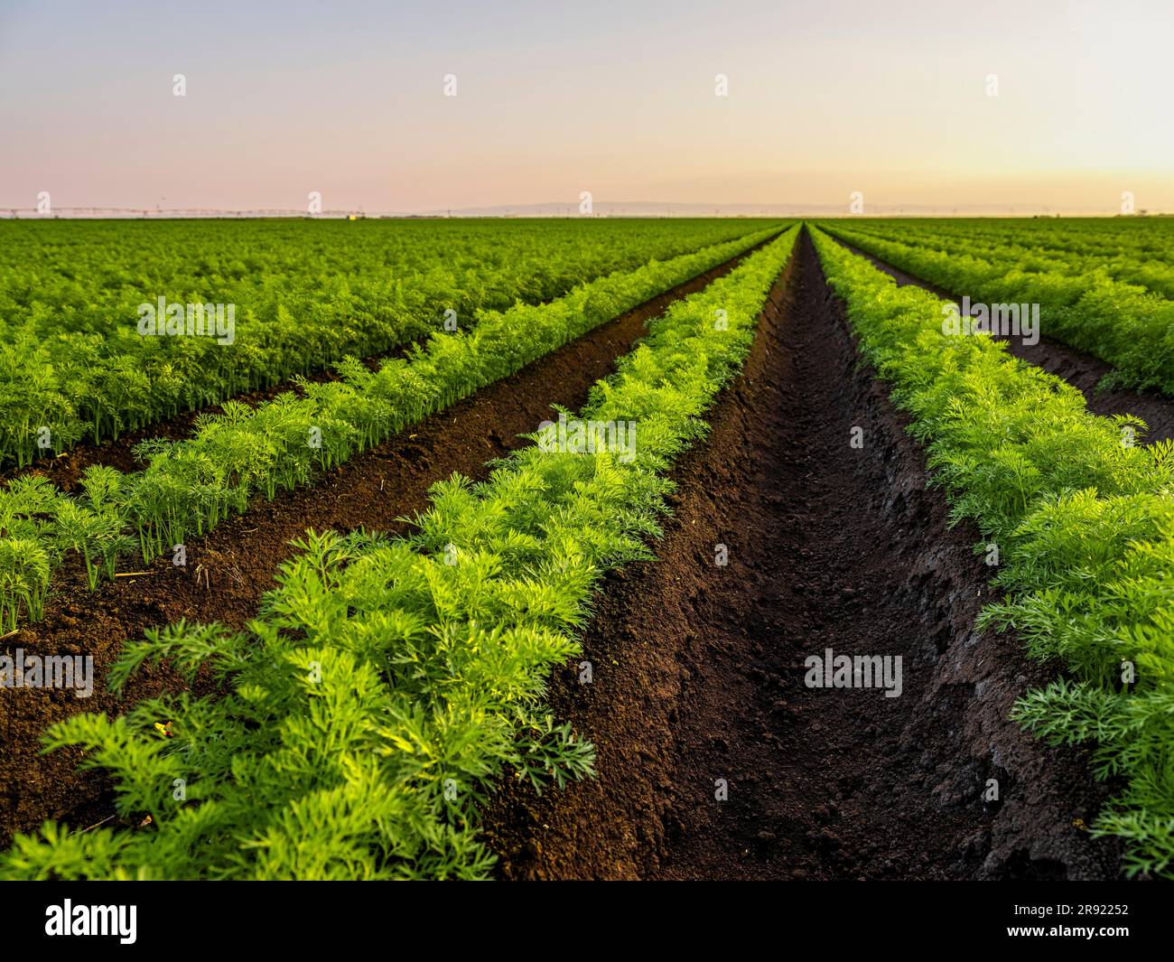 Green carrot hi-res stock photography and images - Alamy