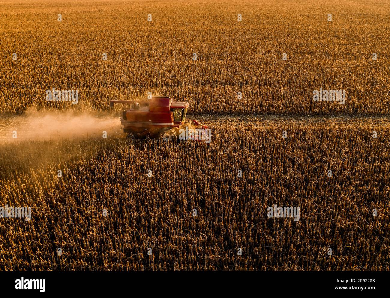 Combine harvester harvesting crops in corn farm at sunny day Stock ...