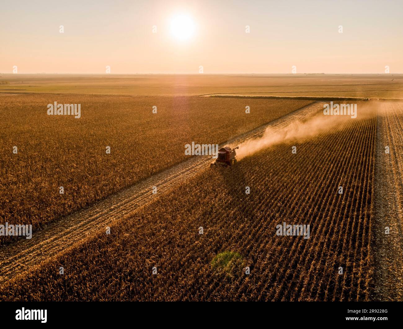 Combine harvesting corn sunset in hi-res stock photography and images ...