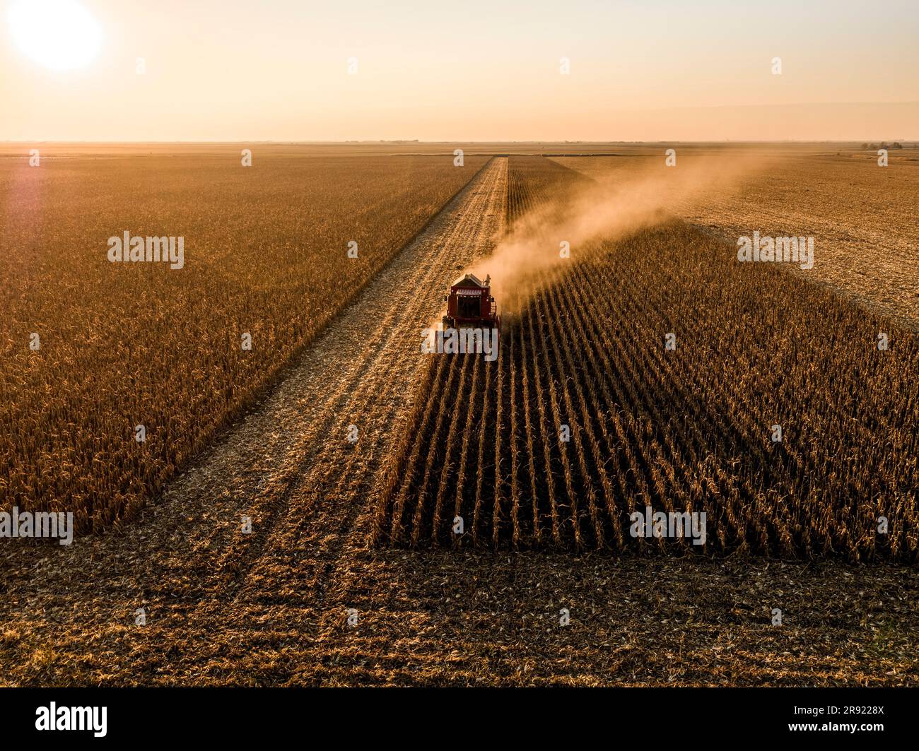 Corn field harvested by combine harvester Stock Photo - Alamy
