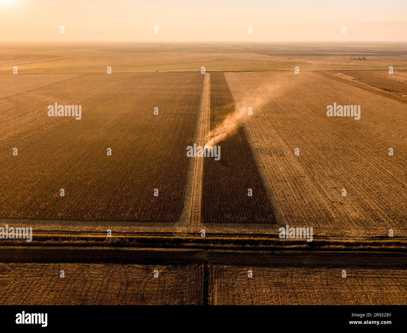Harvested corn plant hi-res stock photography and images - Alamy