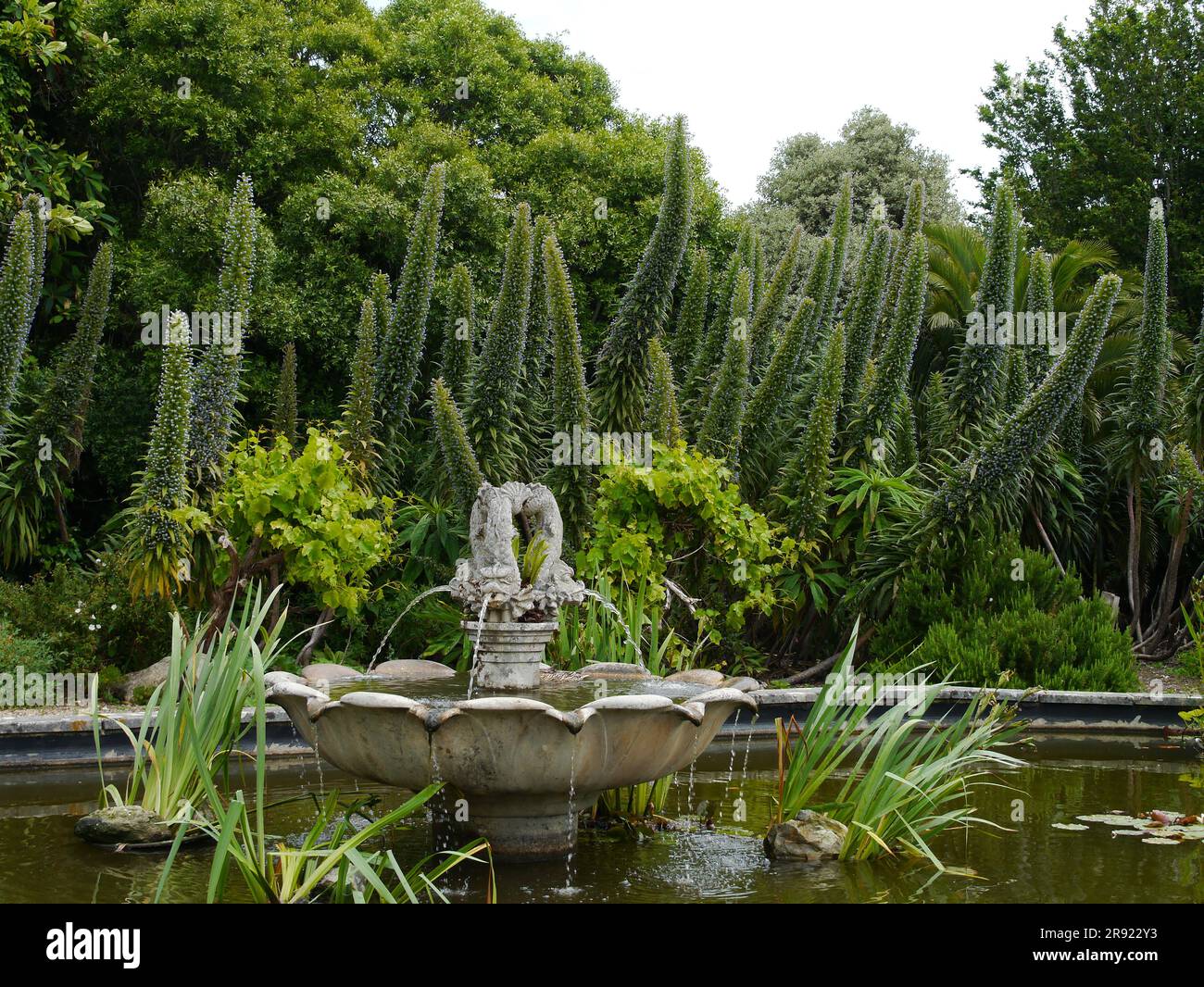 Botanical gardens, fountain and pond, echium, and trees, Ventnor Stock ...
