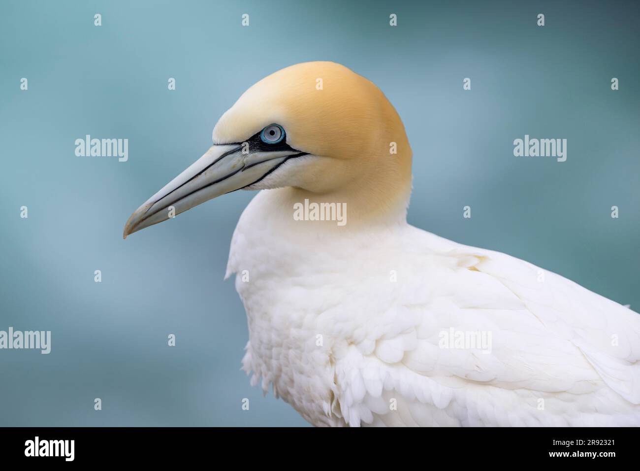 Pointed beak hi-res stock photography and images - Alamy