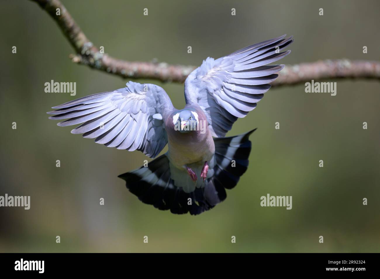Pigeon flapping wings in front of branch Stock Photo - Alamy
