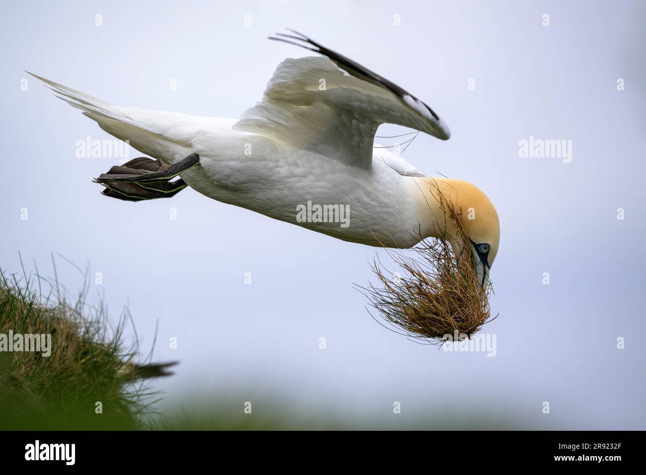 Northern Gannet flying with grass in sky Stock Photo - Alamy