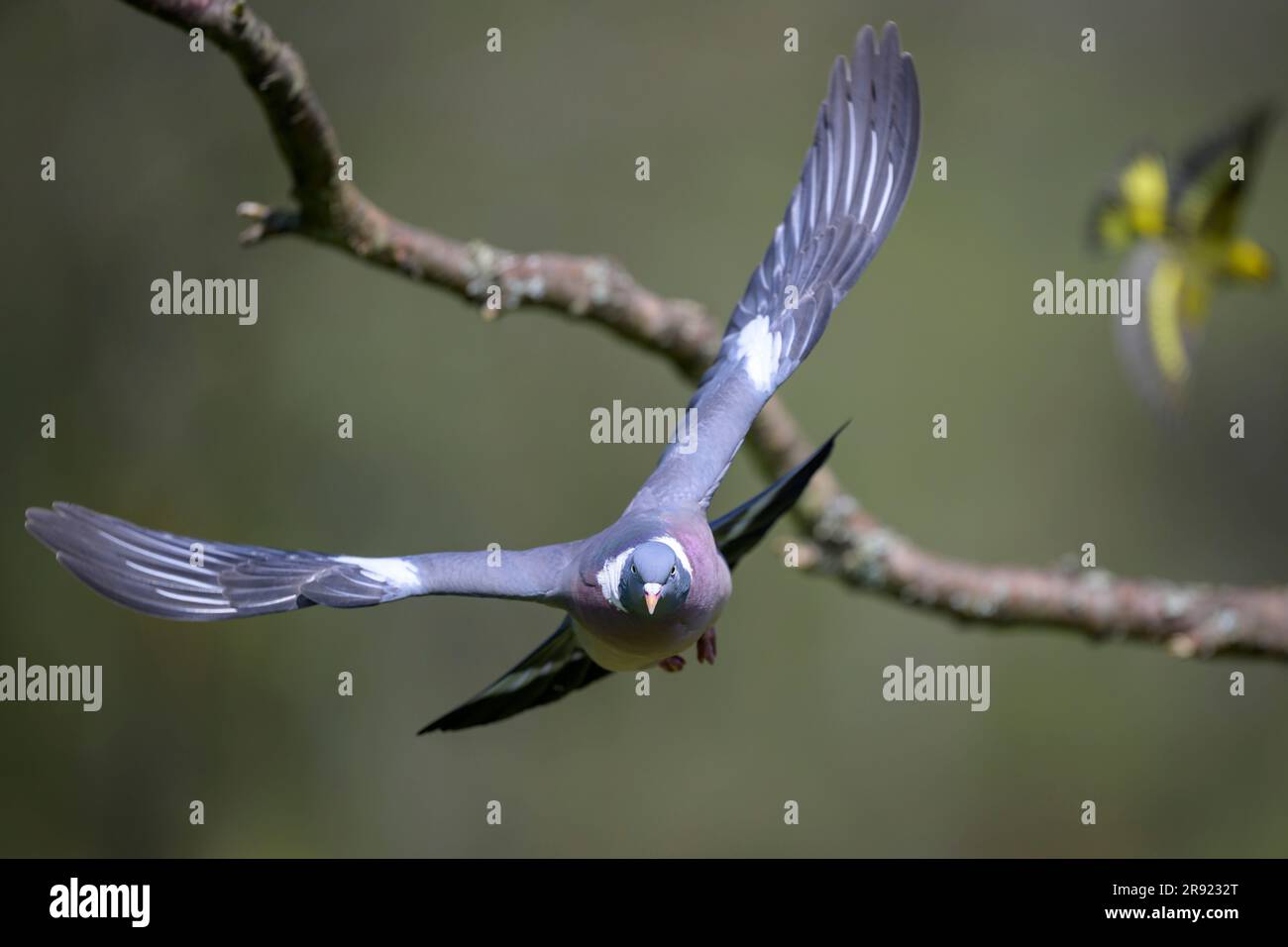 Pigeon flying in front of branch Stock Photo - Alamy