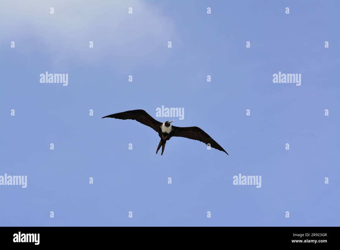 Frigate Bird in Flight over Cancun, Mexico Stock Photo - Alamy