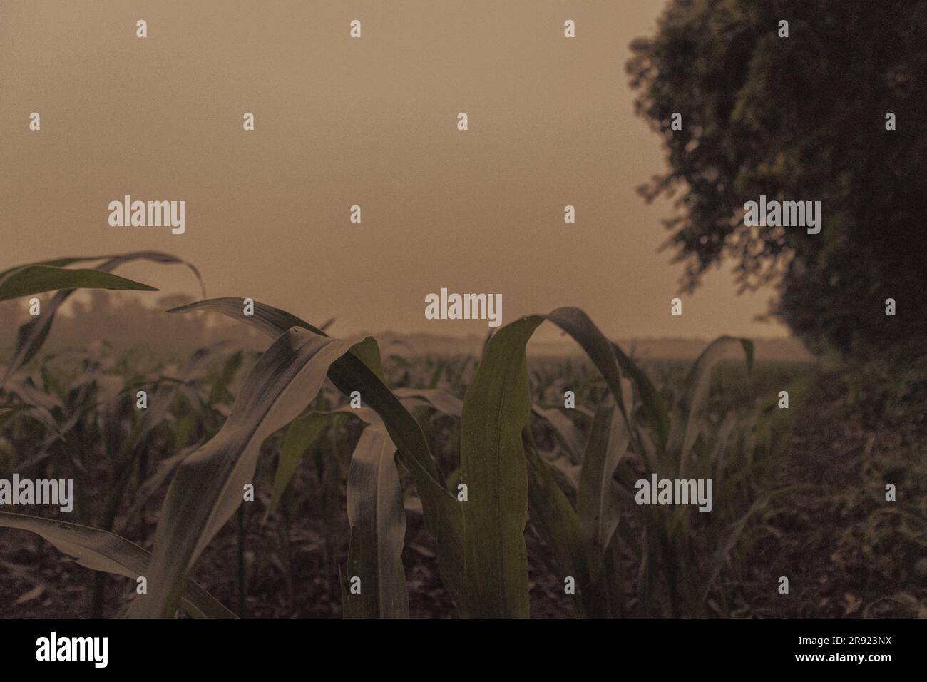 Edge of a cornfield hi-res stock photography and images - Alamy