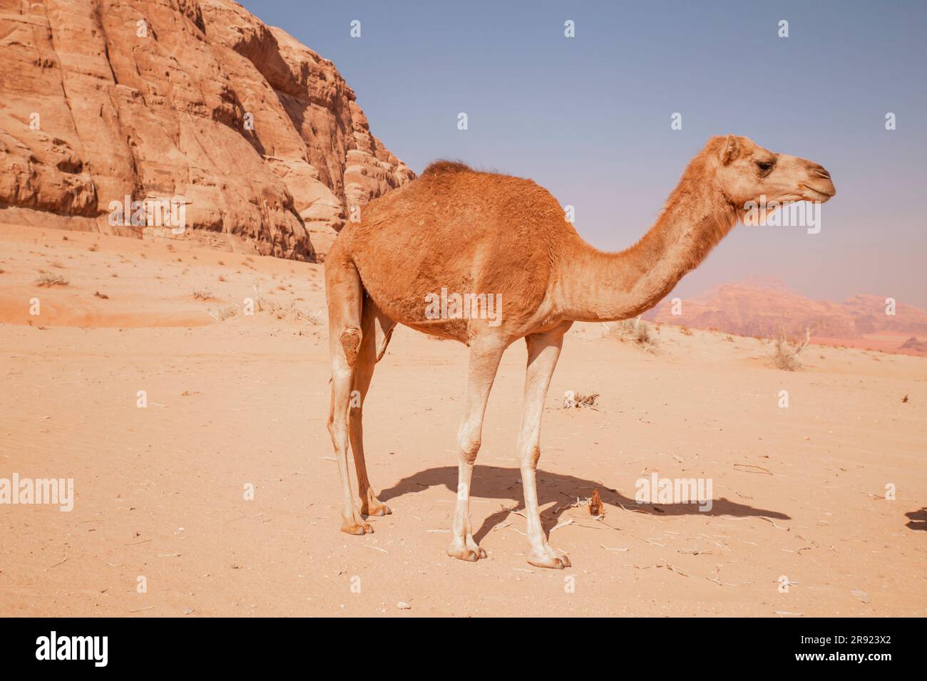 Camel standing in front of rock in the desert Stock Photo - Alamy
