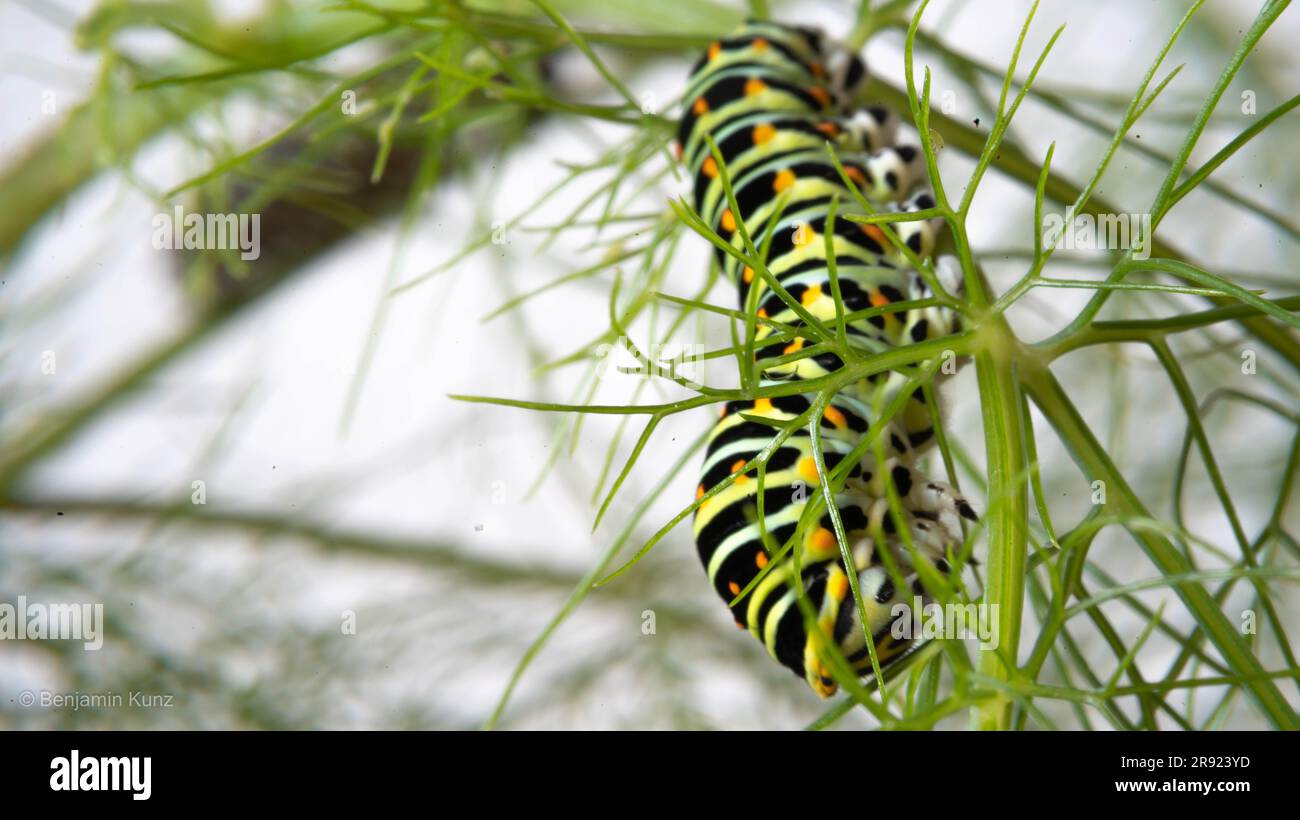 Butterfly at home hi-res stock photography and images - Alamy