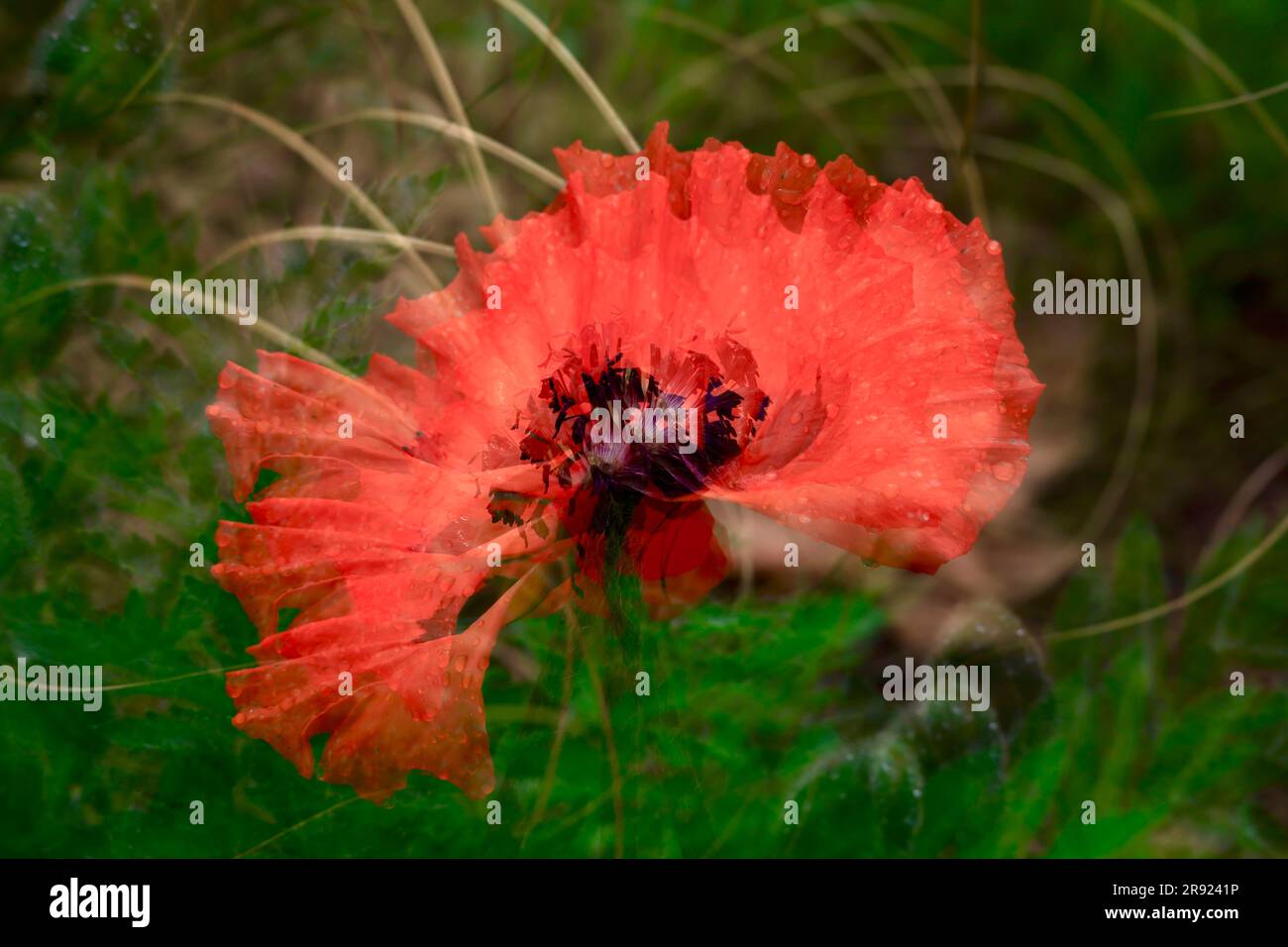 Multiple exposure of blooming poppy Stock Photo - Alamy