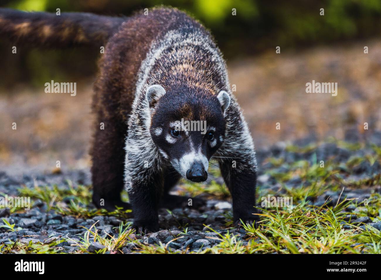 Coati walking on grass hi-res stock photography and images - Alamy