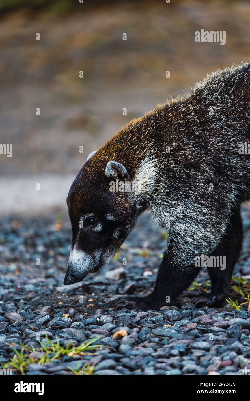 Coati family hi-res stock photography and images - Alamy