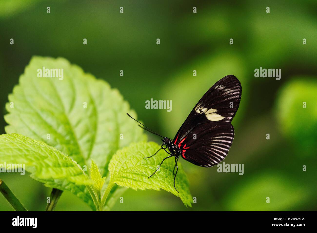 Butterfly sitting hi-res stock photography and images - Alamy