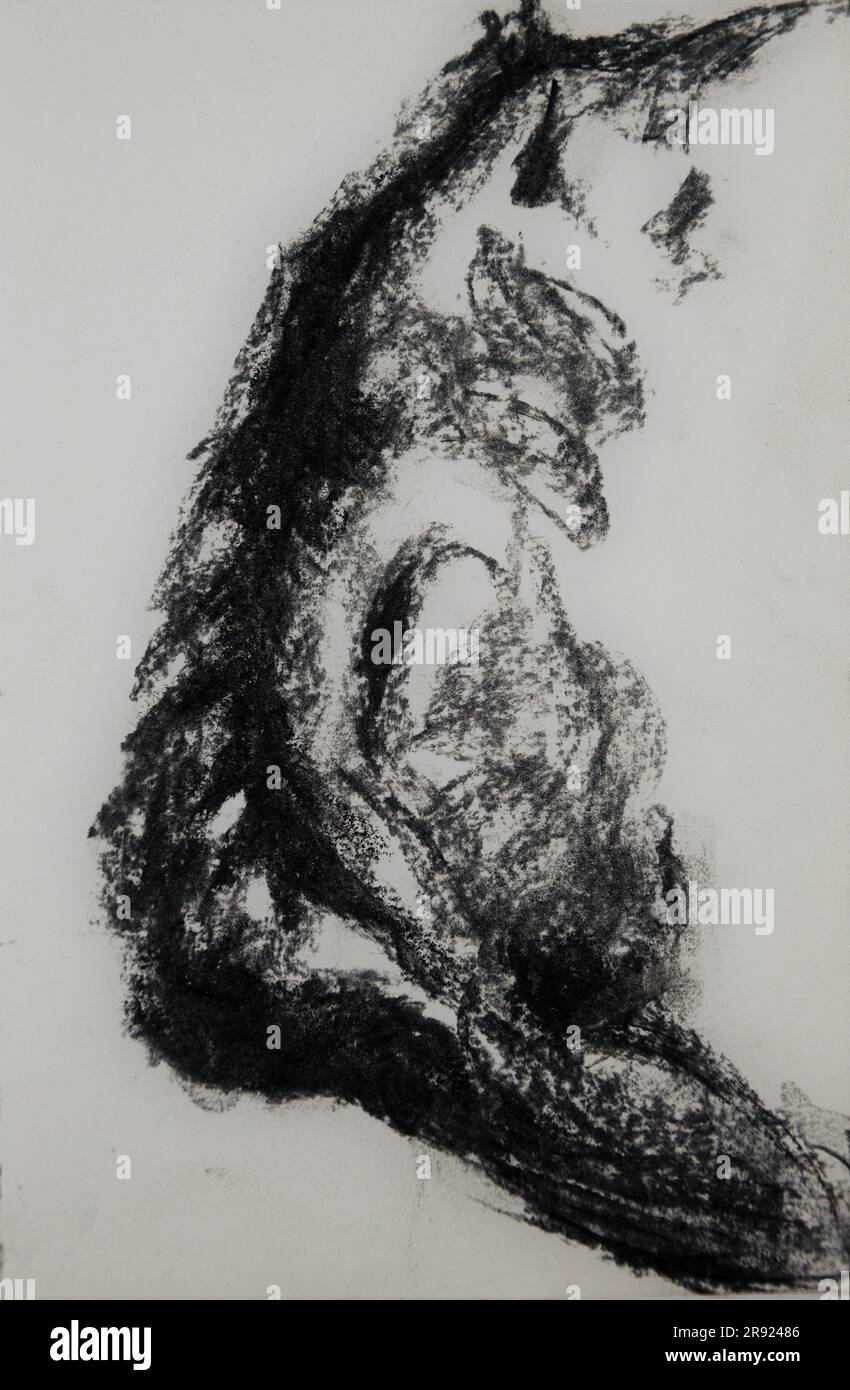 Maine female cat hi-res stock photography and images - Alamy