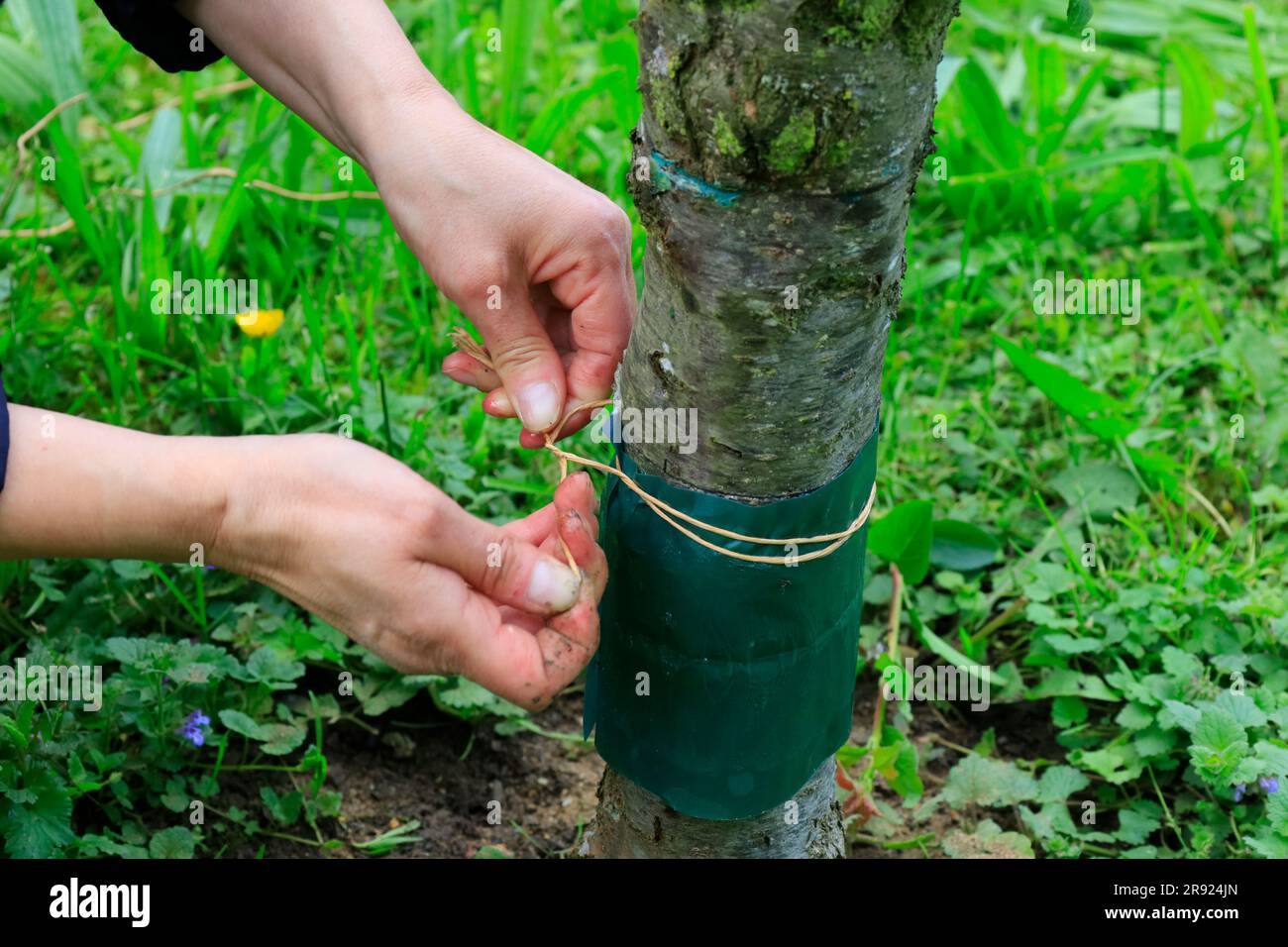 Hands of woman attaching glue ring to tree trunk Stock Photo - Alamy