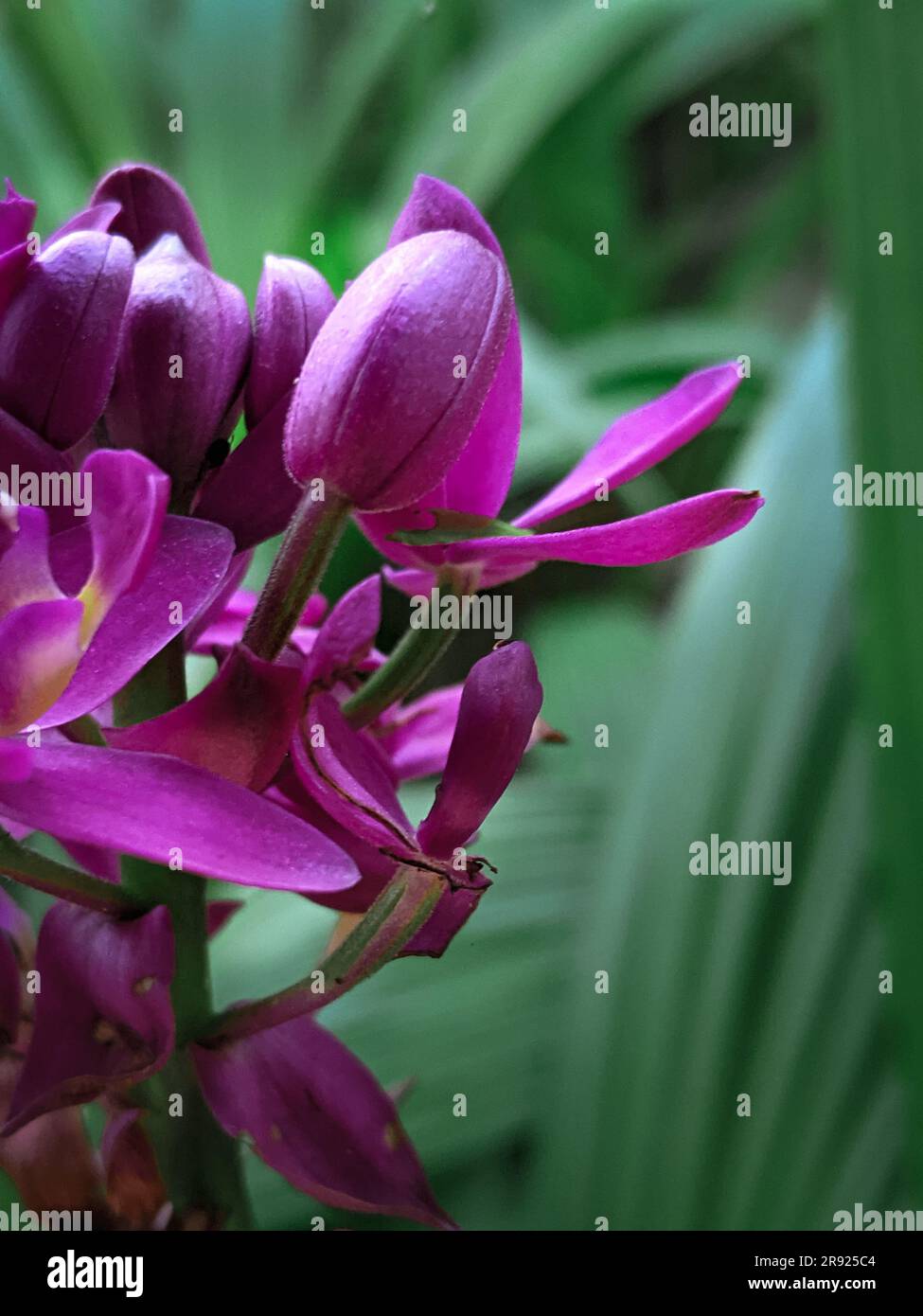 A vibrant array of colorful flowers on a trimmed bush in the foreground ...