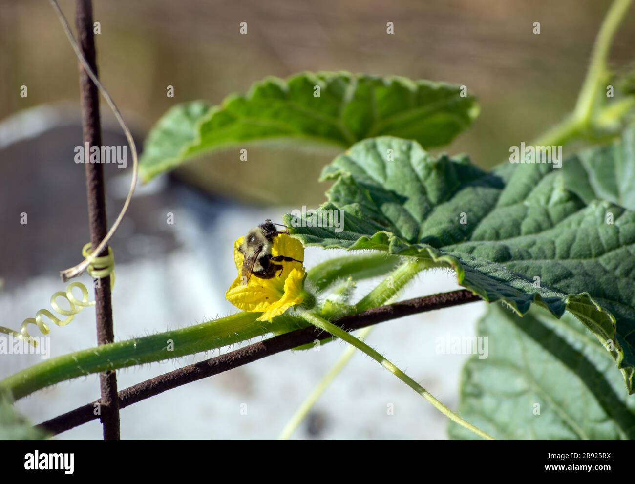 A bumble bee gathers pollen from the yellow bloom of a cucumber plant ...
