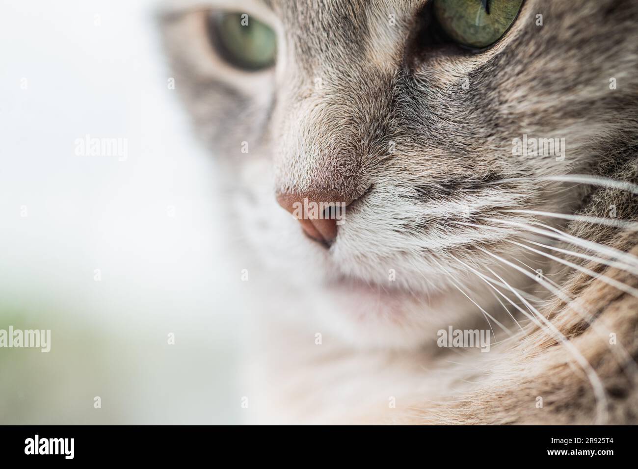 Macro close-up photo of a grey dilute torbie cat's nose and whiskers ...