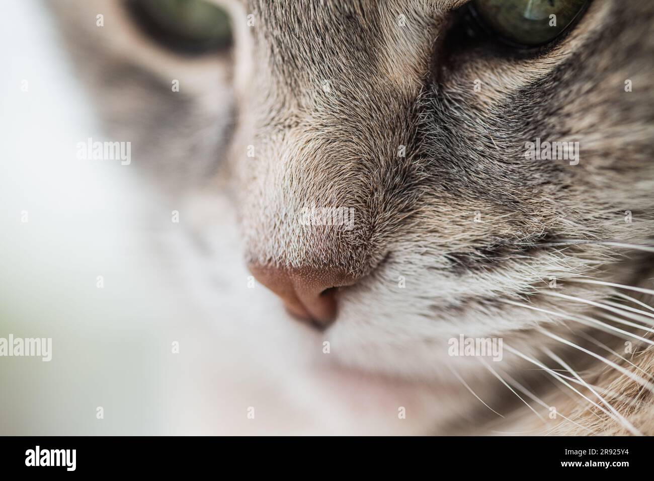 Dilute torbie cat hi-res stock photography and images - Alamy