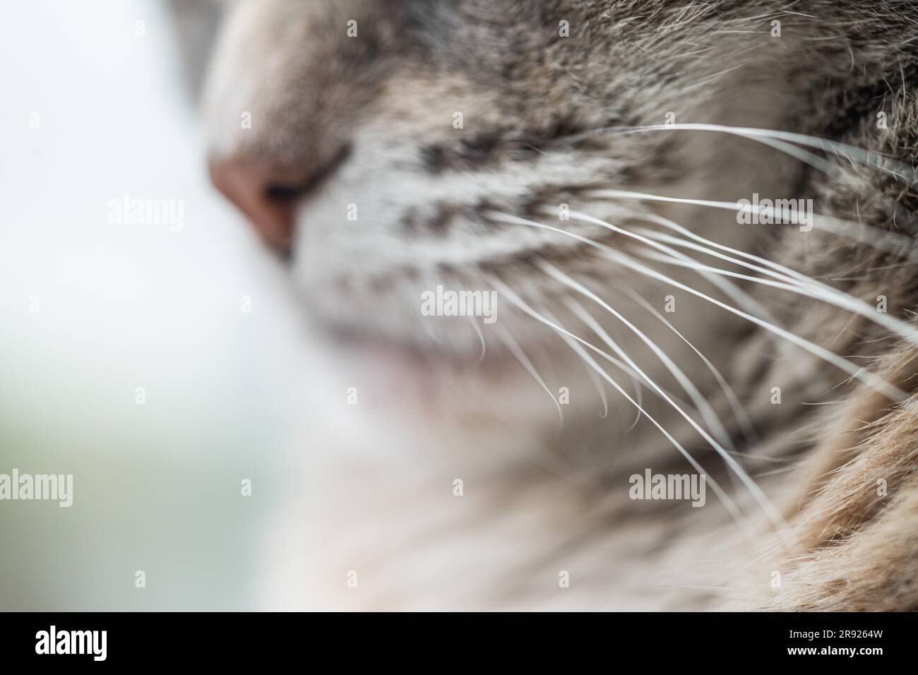 Macro close-up photo of a grey dilute torbie cat's nose and whiskers ...