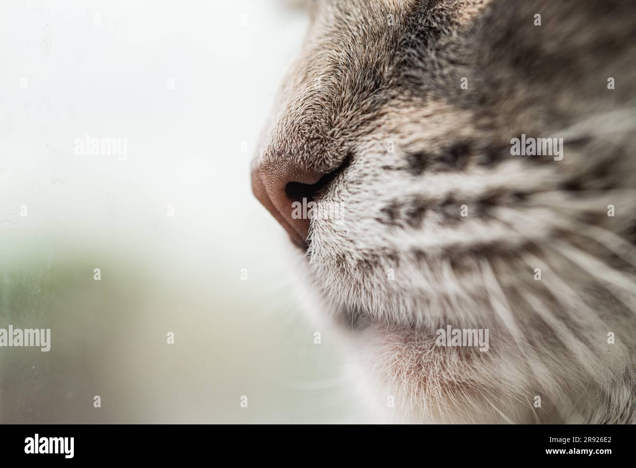 Macro close-up photo of a grey dilute torbie cat's nose and whiskers ...