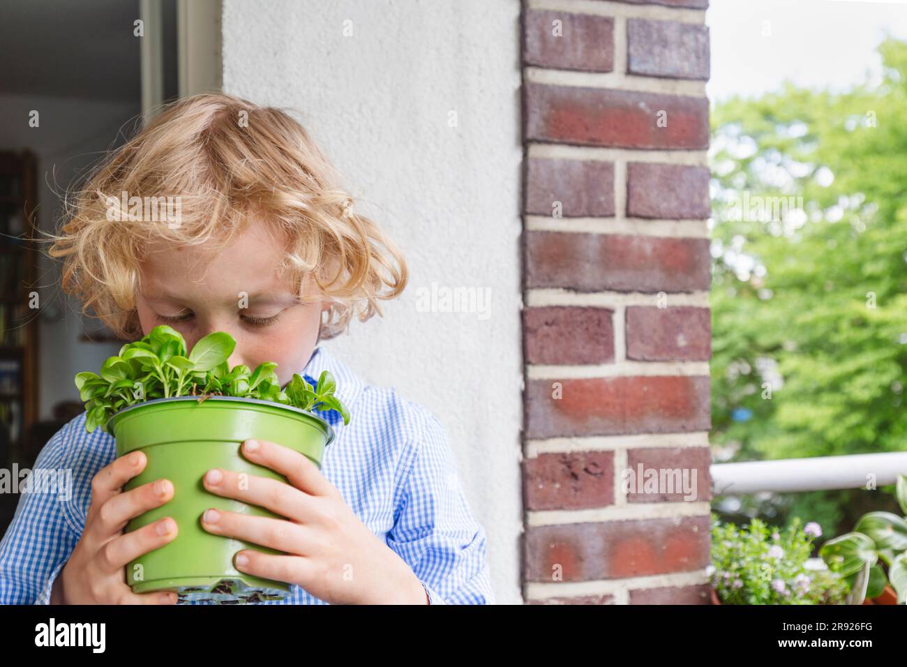 Blond boy smelling basil in balcony Stock Photo - Alamy