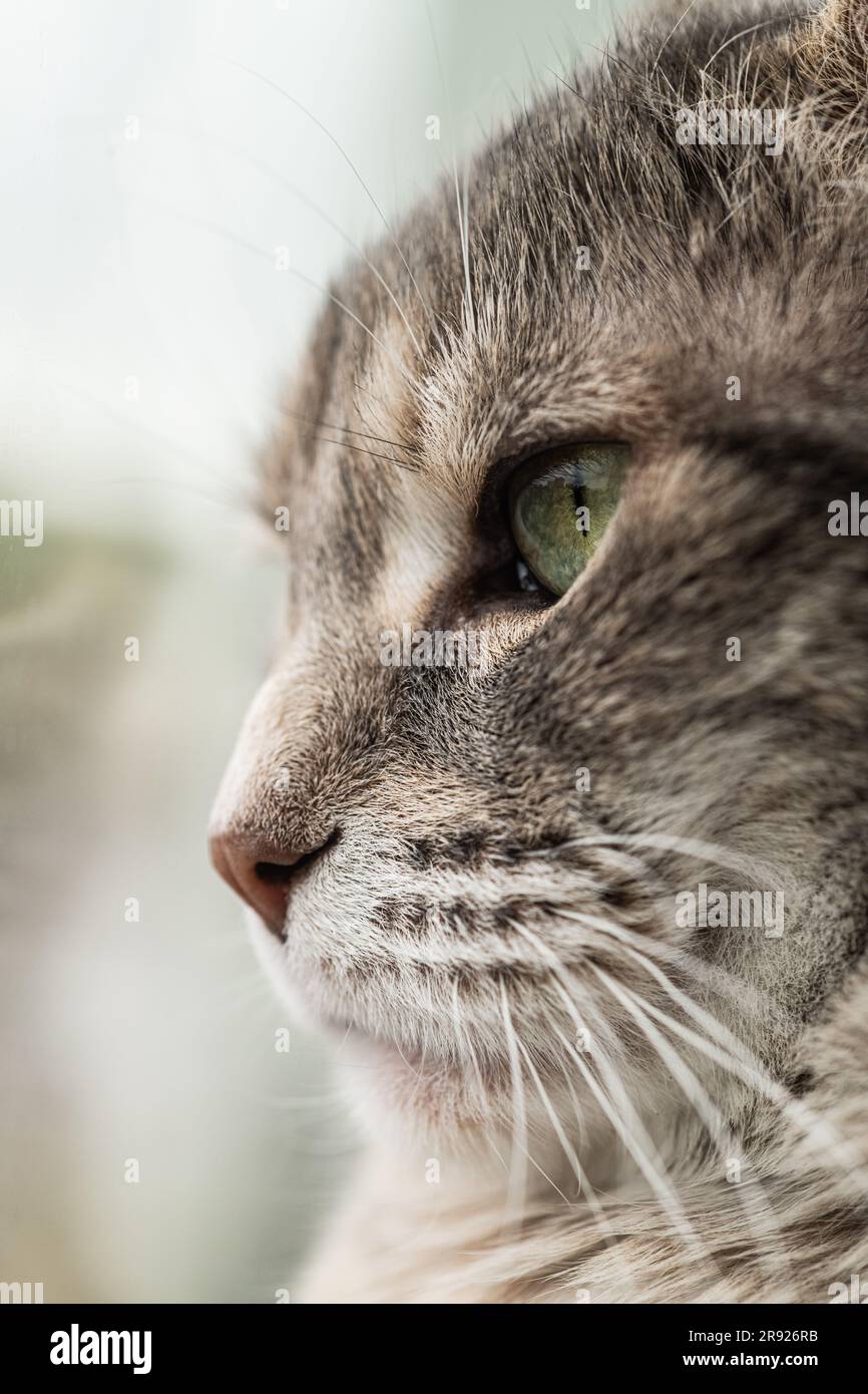 Macro close-up photo of a grey dilute torbie cat's nose and whiskers ...