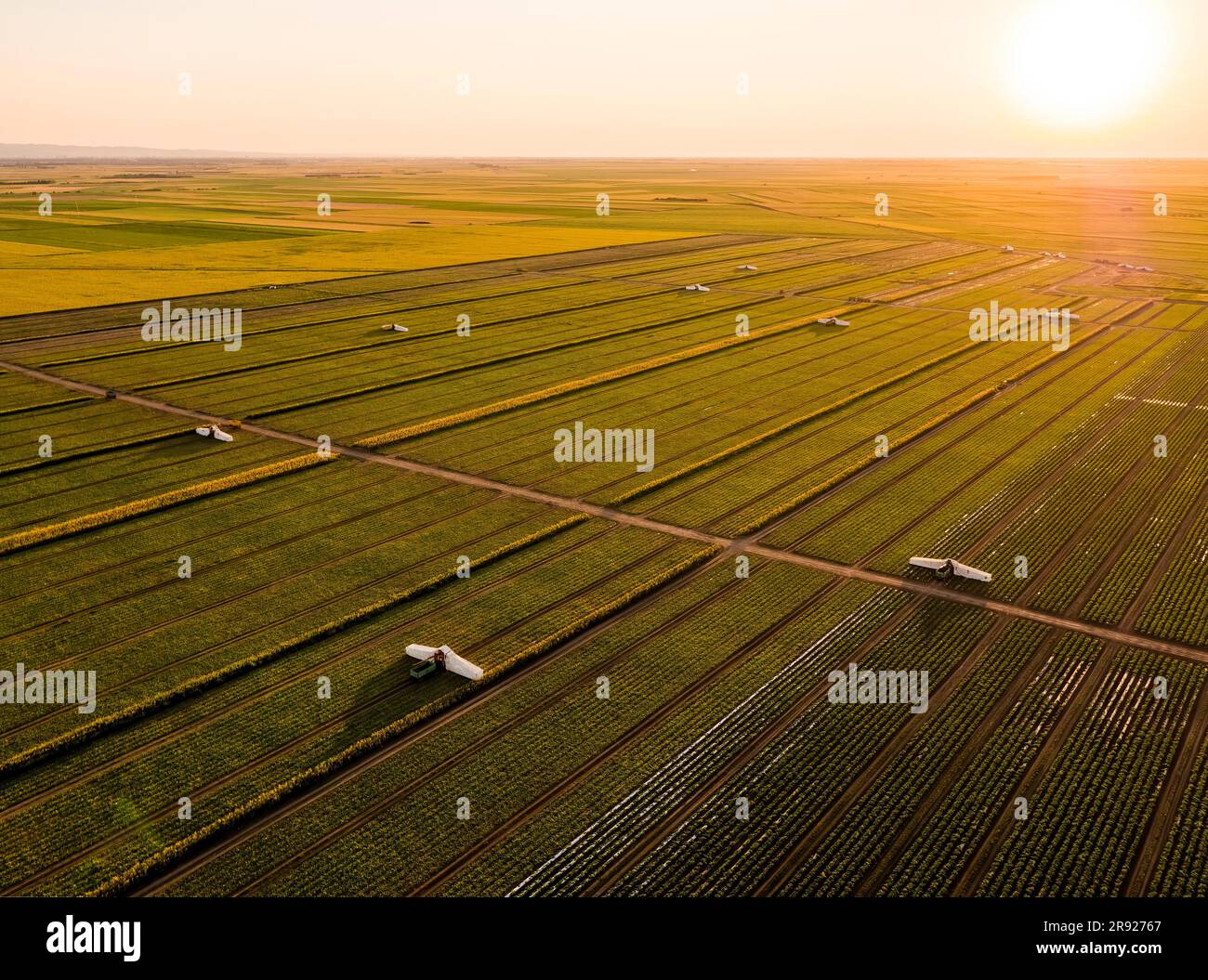 Aerial view of harvesting cucumber field at sunrise Stock Photo - Alamy