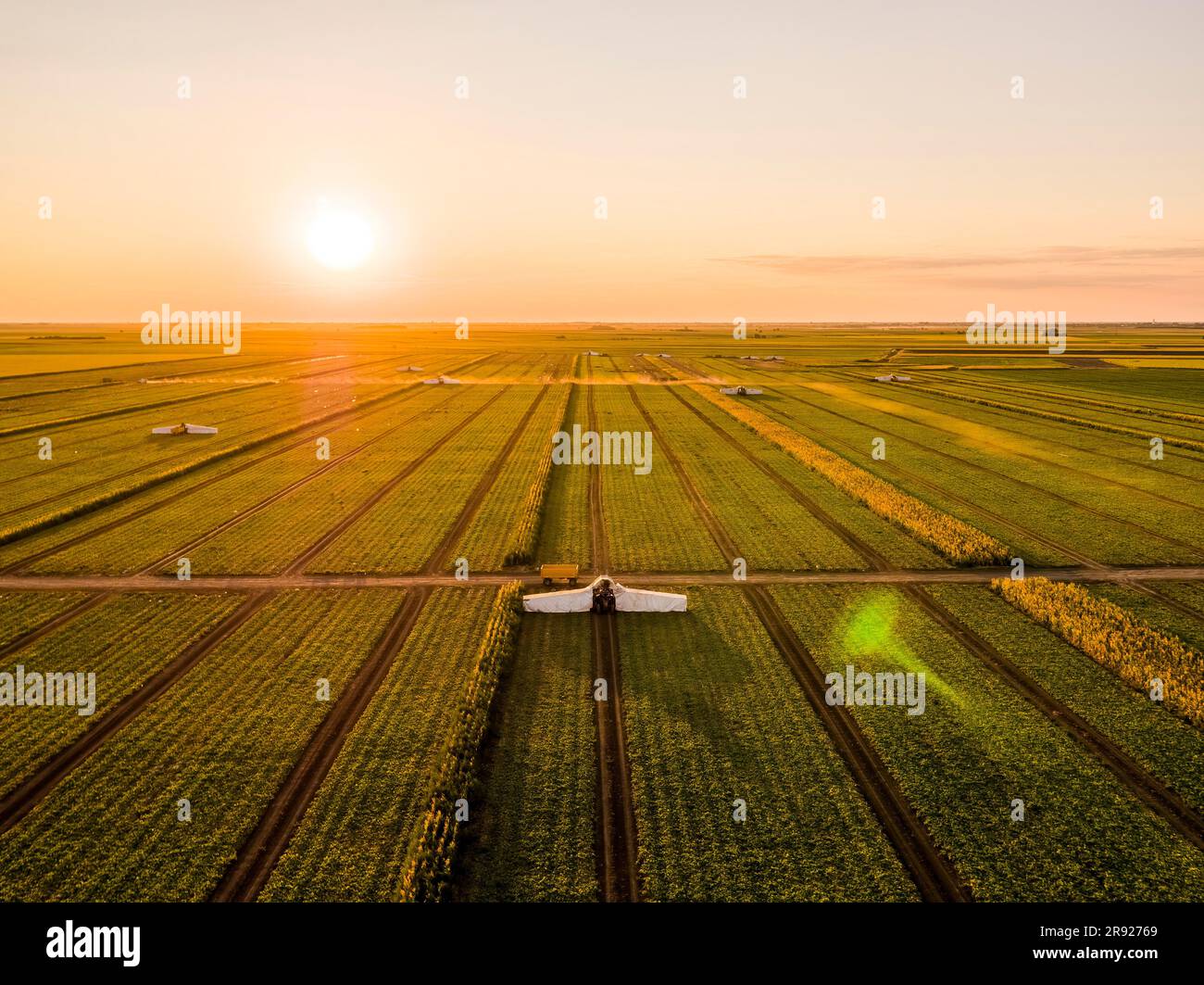 Cucumber field hi-res stock photography and images - Alamy