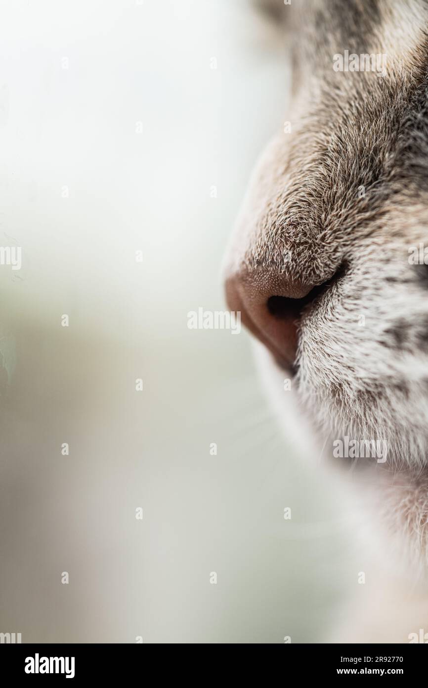 Macro close-up photo of a grey dilute torbie cat's nose and whiskers ...
