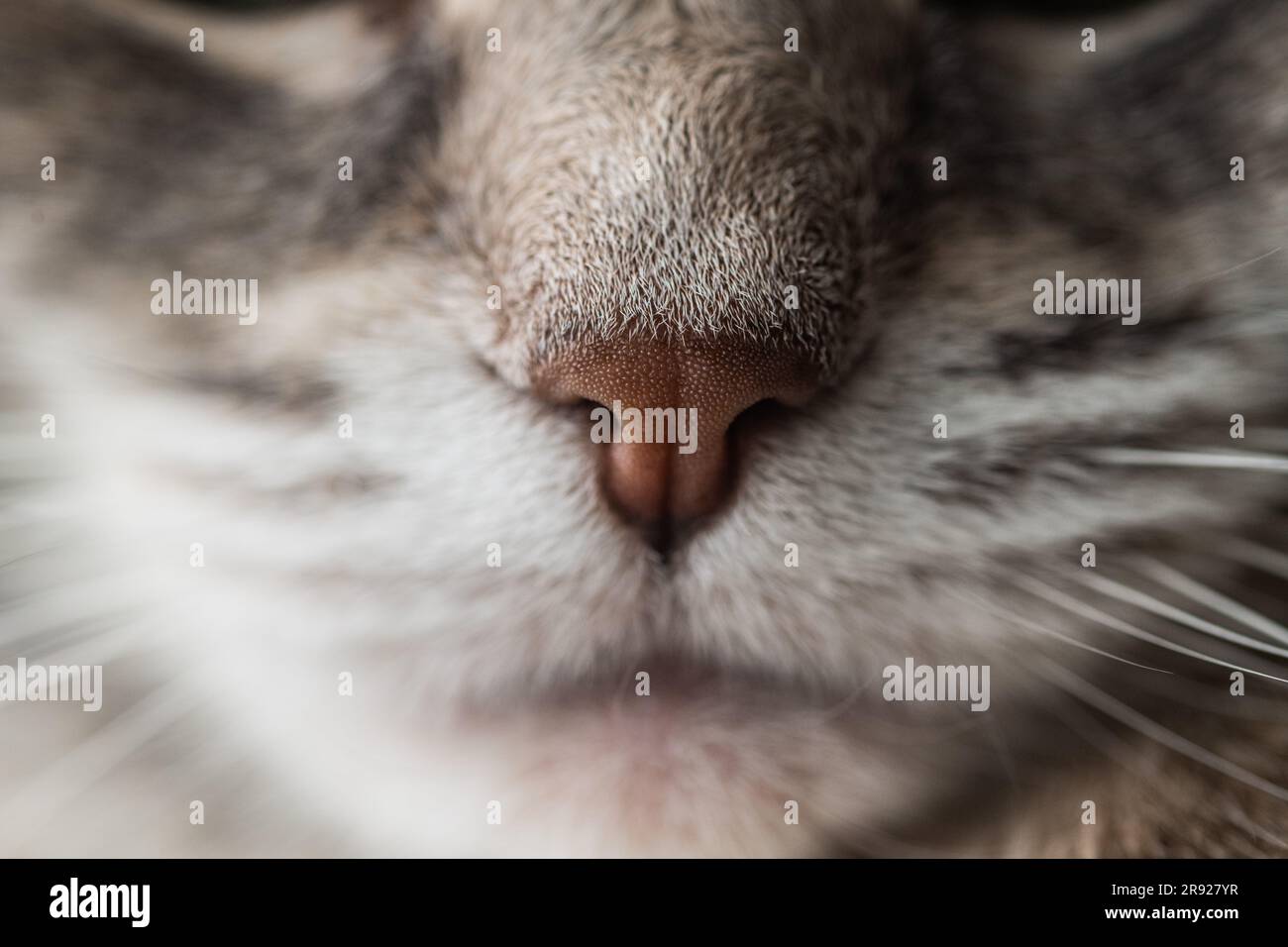 Macro close-up photo of a grey dilute torbie cat's nose and whiskers ...