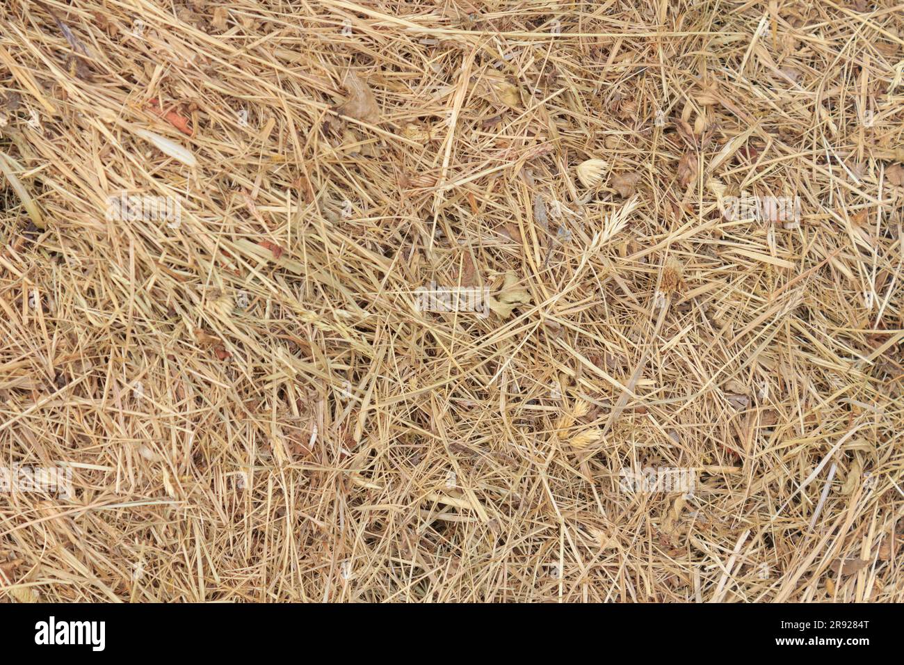 Hot yellow grass hi-res stock photography and images - Alamy