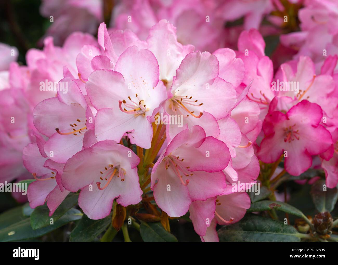 Rhododendron Wine and Roses, compact, evergreen, Perth in Scotland ...