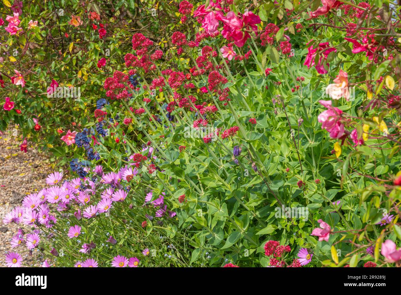 Doddington Hall Lincolnshire, growing sweet peas, fragrance, Victorian ...
