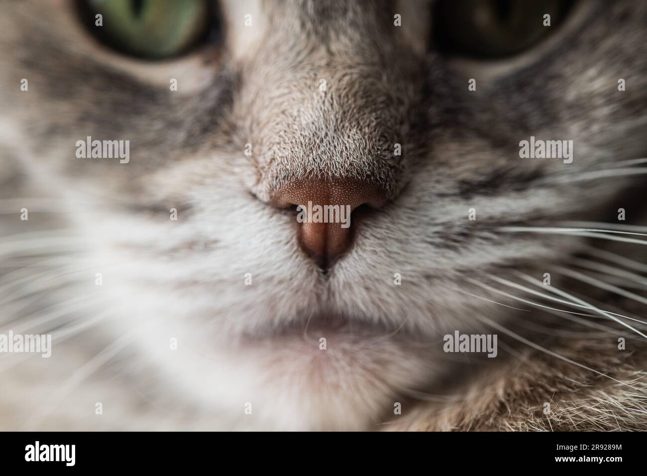 Macro close-up photo of a grey dilute torbie cat's nose and whiskers ...