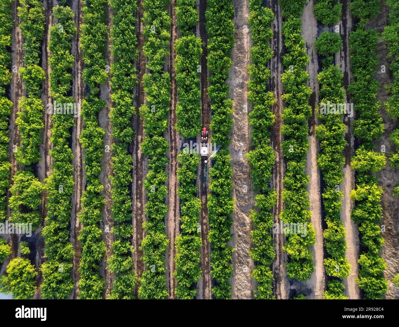 Farm worker spraying pesticide on plants in lemon field Stock Photo - Alamy