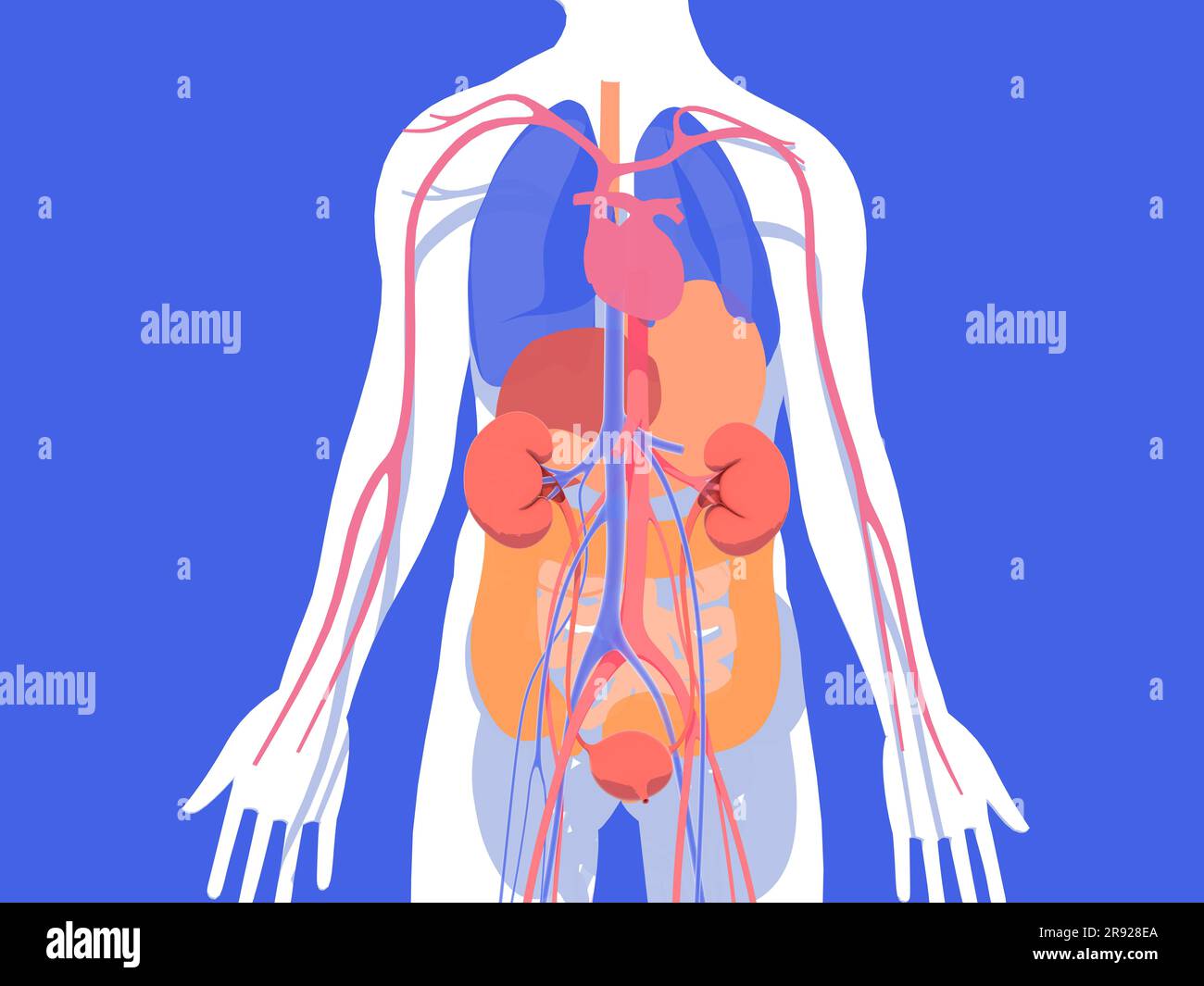 3d illustration of the internal organs of the human anatomy ...