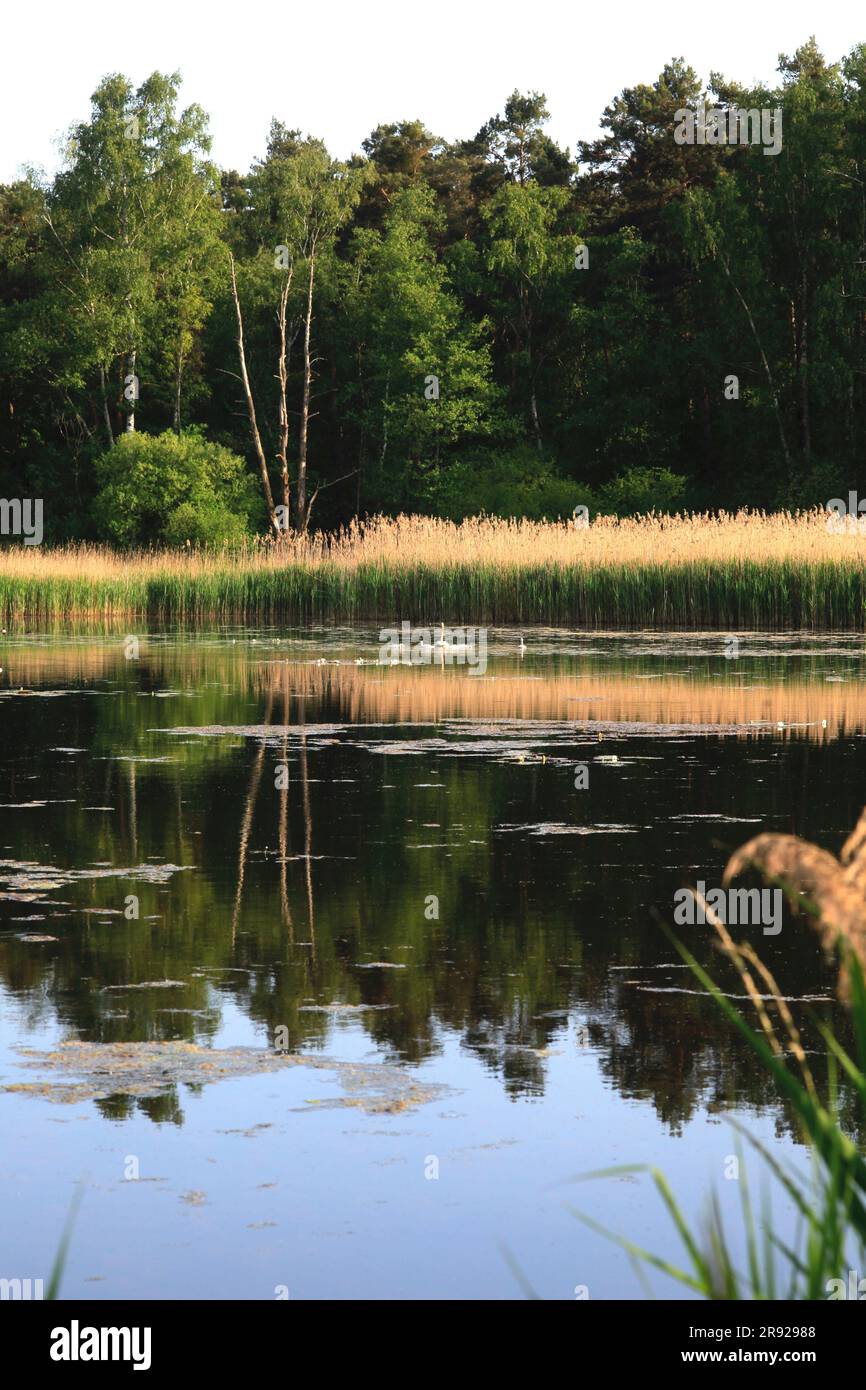 Pond landscape hi-res stock photography and images - Alamy