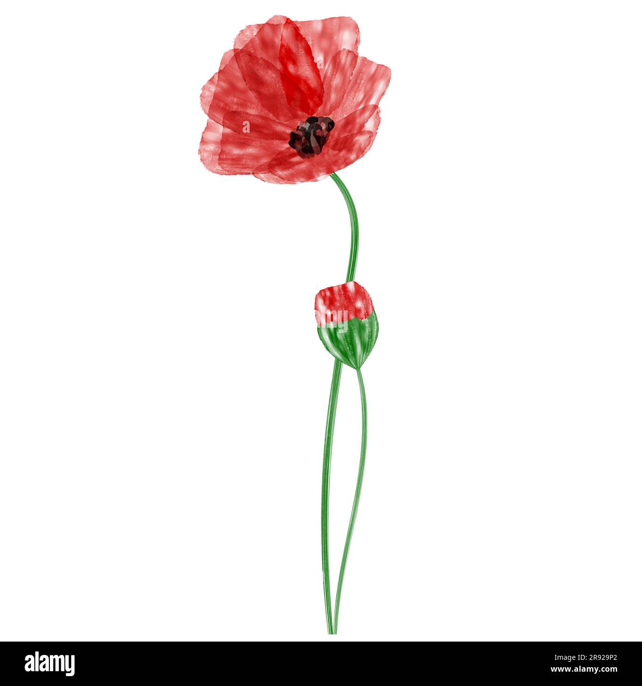 Poppy flowers Watercolor design element Vector illustration Isolated on ...
