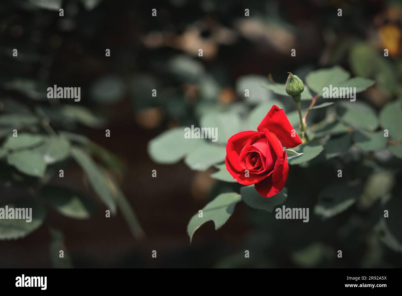 A vibrant red rose in the early stage of blooming Stock Photo - Alamy