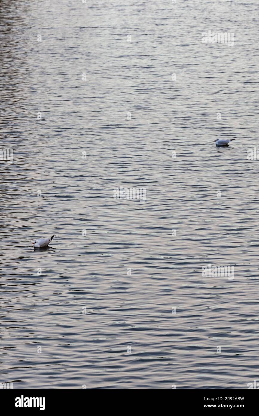 Small white birds hi-res stock photography and images - Alamy