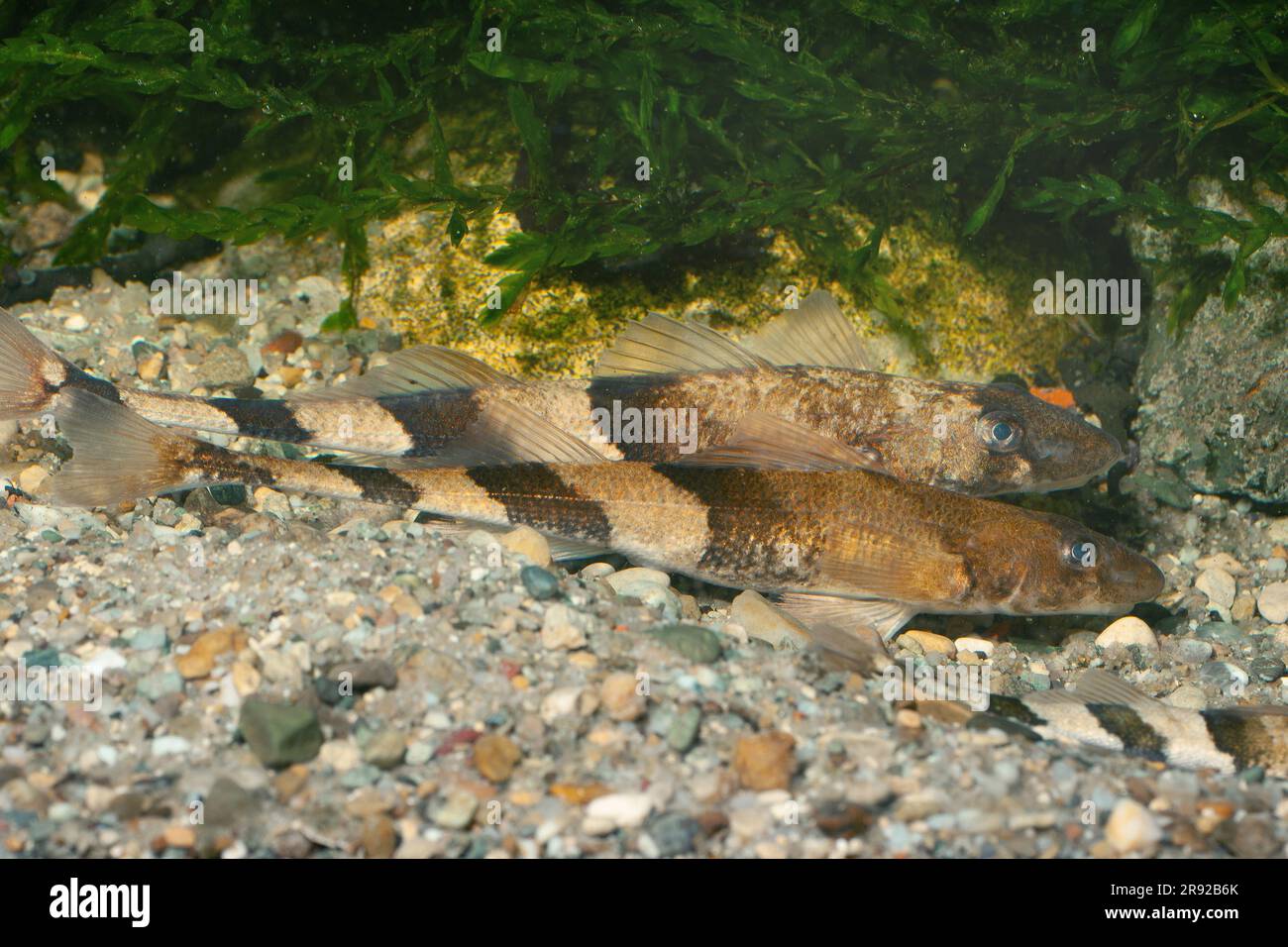 Streber zingel streber hi-res stock photography and images - Alamy