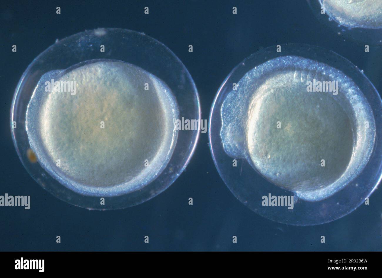 minnow, Eurasian minnow (Phoxinus phoxinus), eggs with incipient ...