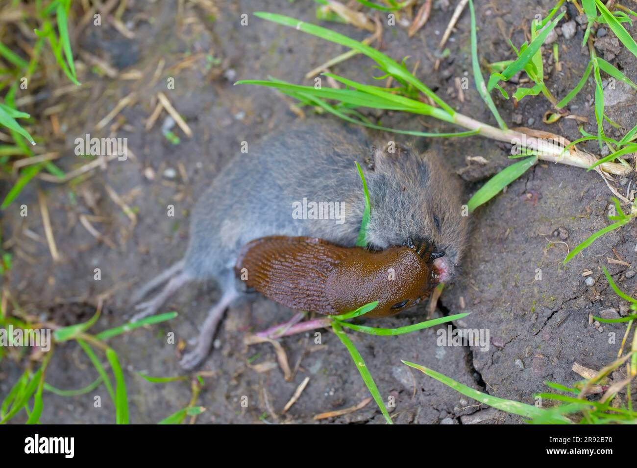 Dead land snail hi-res stock photography and images - Alamy