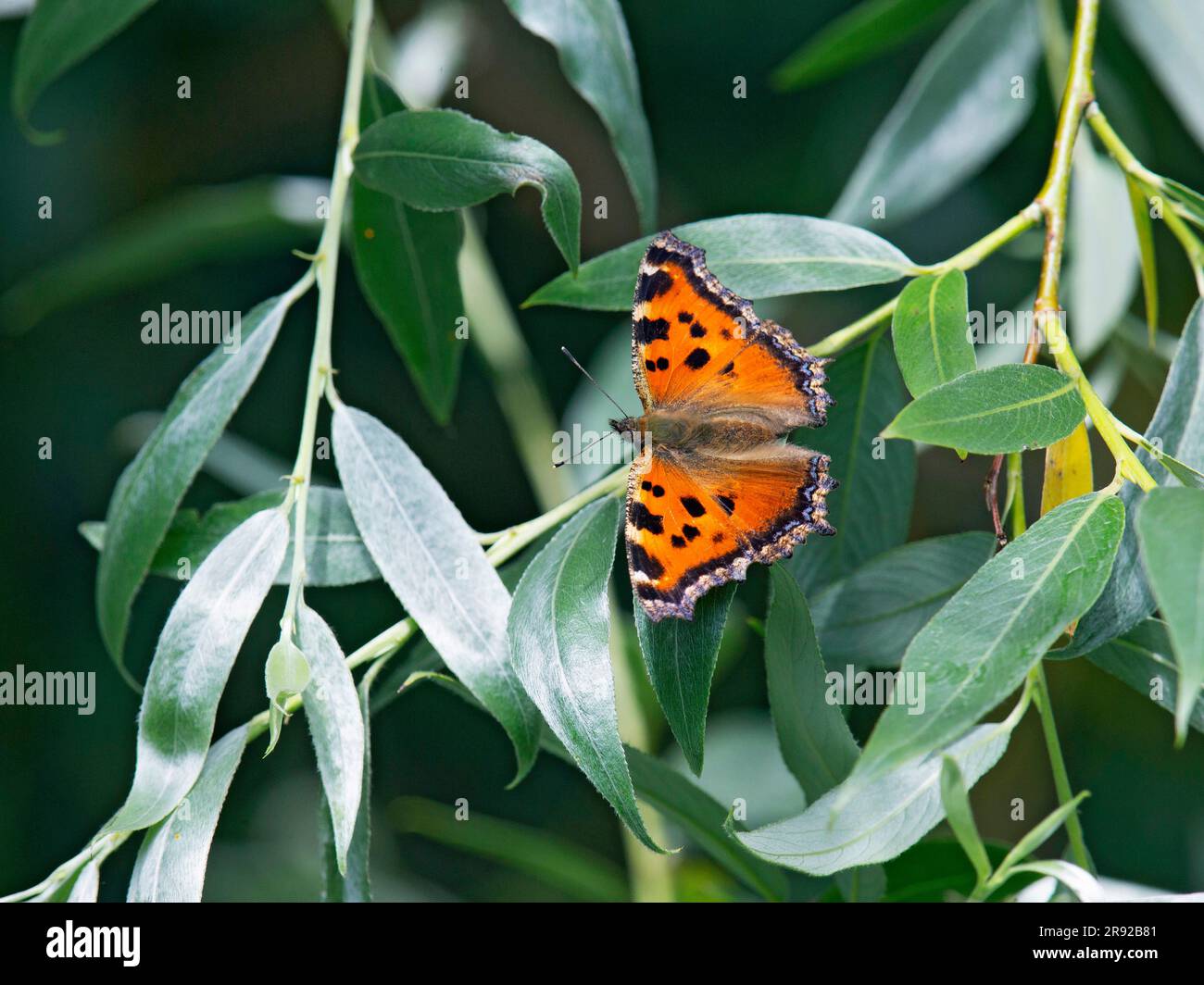 Scarce tortoiseshells hi-res stock photography and images - Alamy