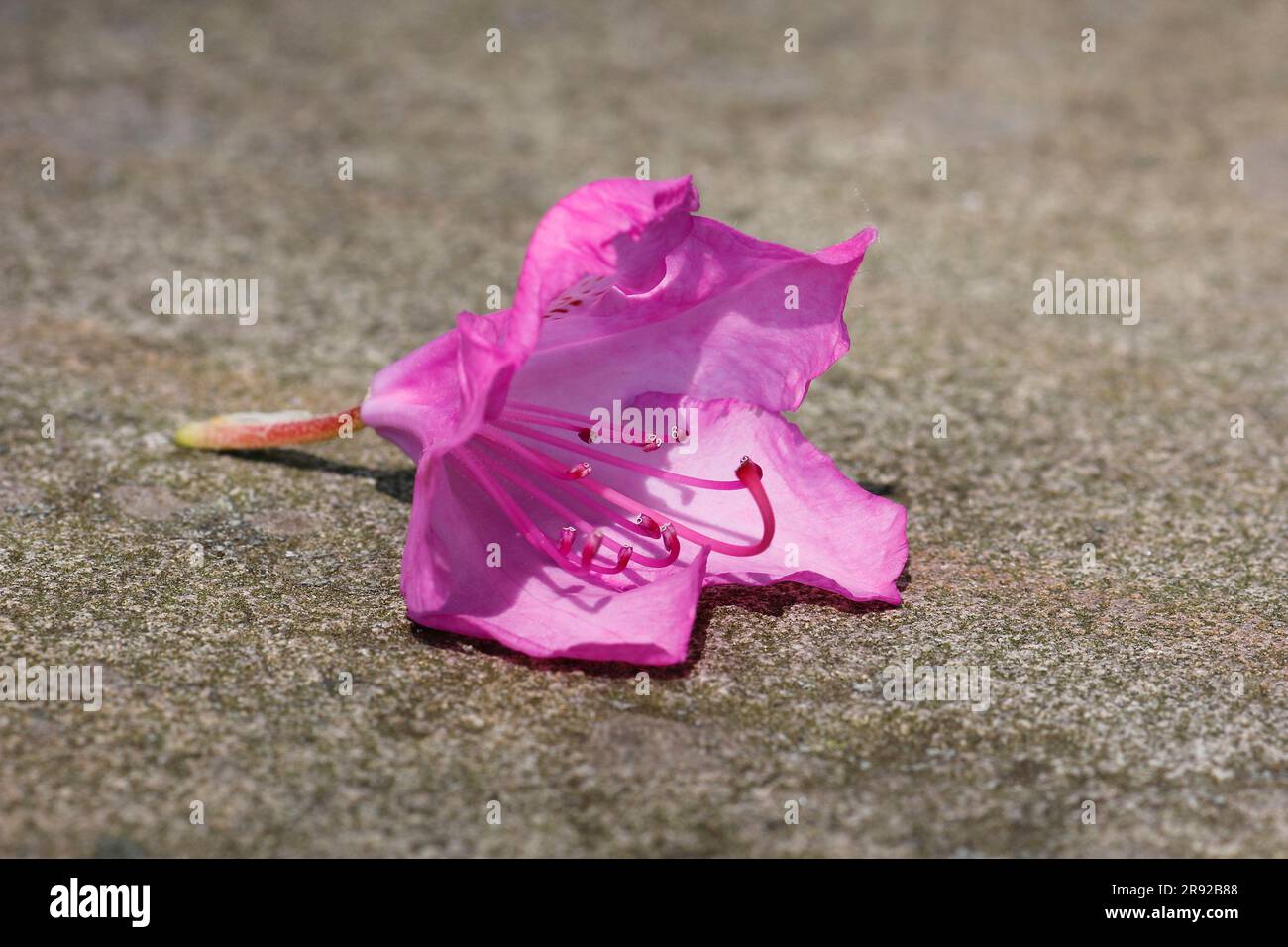 rhododendron (Rhododendron spec.), fallen flower on a wall Stock Photo ...