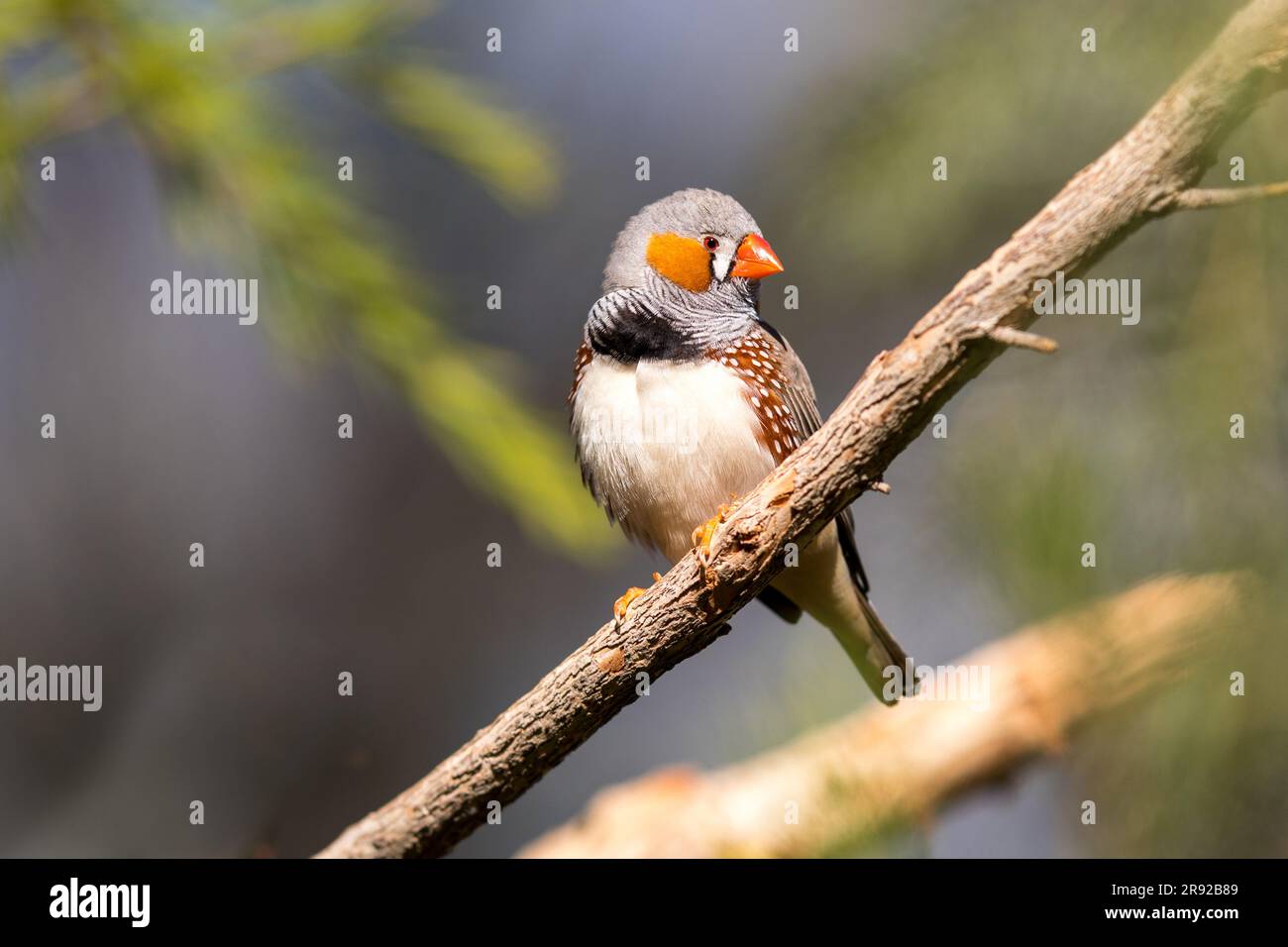 Australian zebra finches hi-res stock photography and images - Alamy