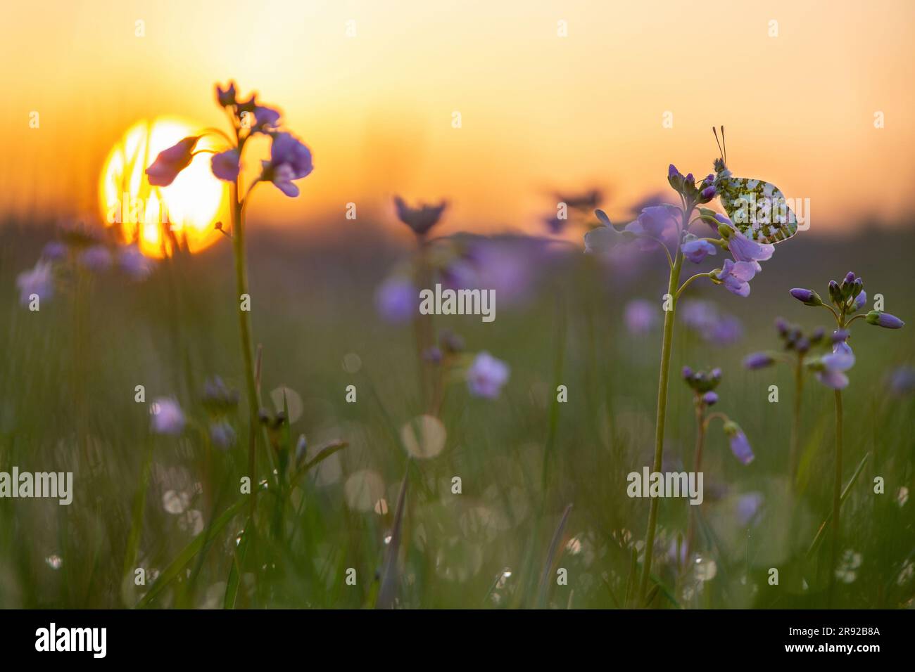 Sunrise insects hi-res stock photography and images - Alamy